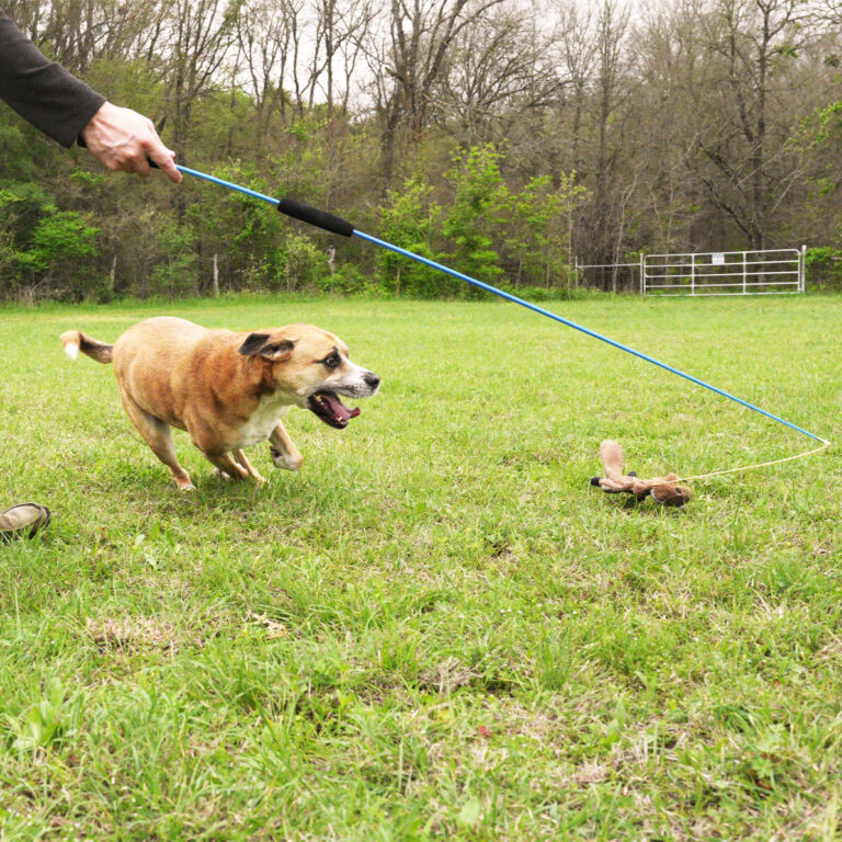 The Ultimate Flirt Pole for Dogs | Whimsy Stick