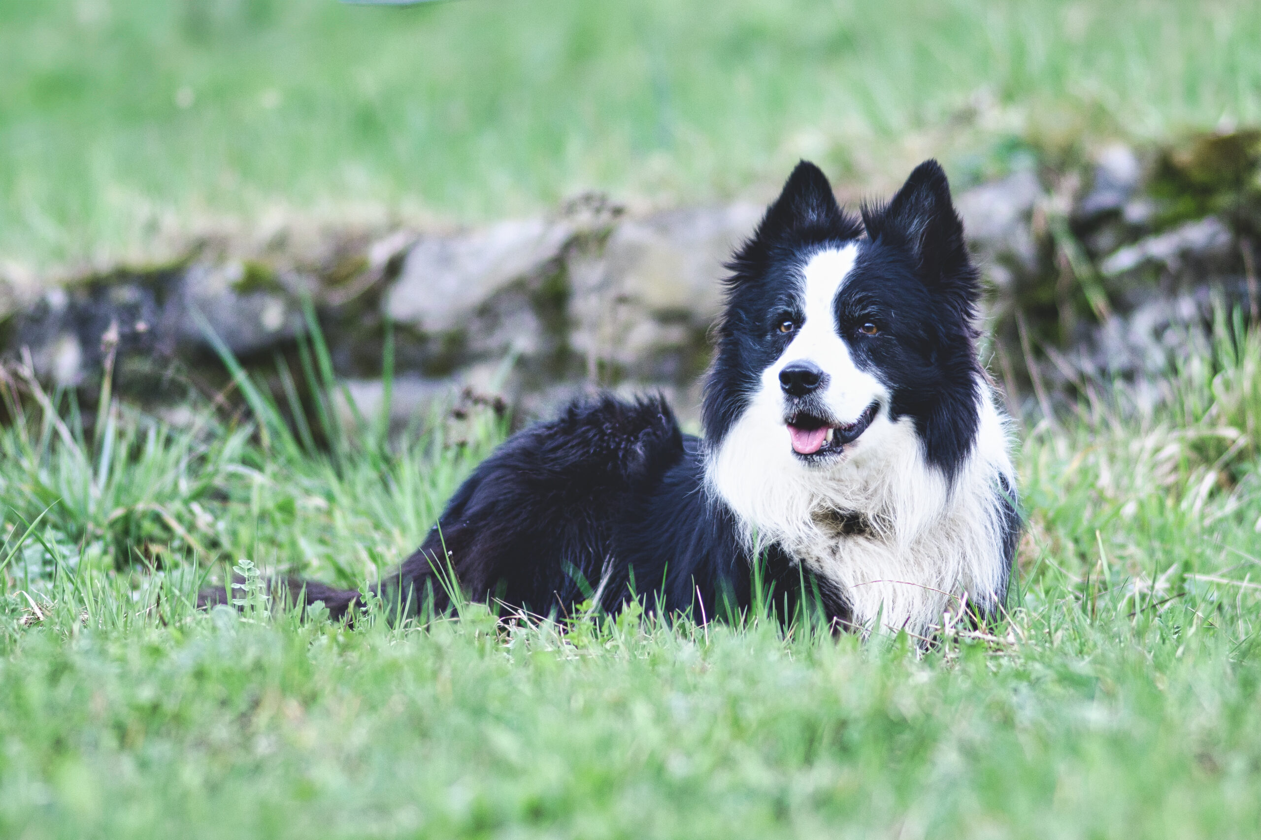 Flirt Pole Routine for Border Collies – Trainer Guide