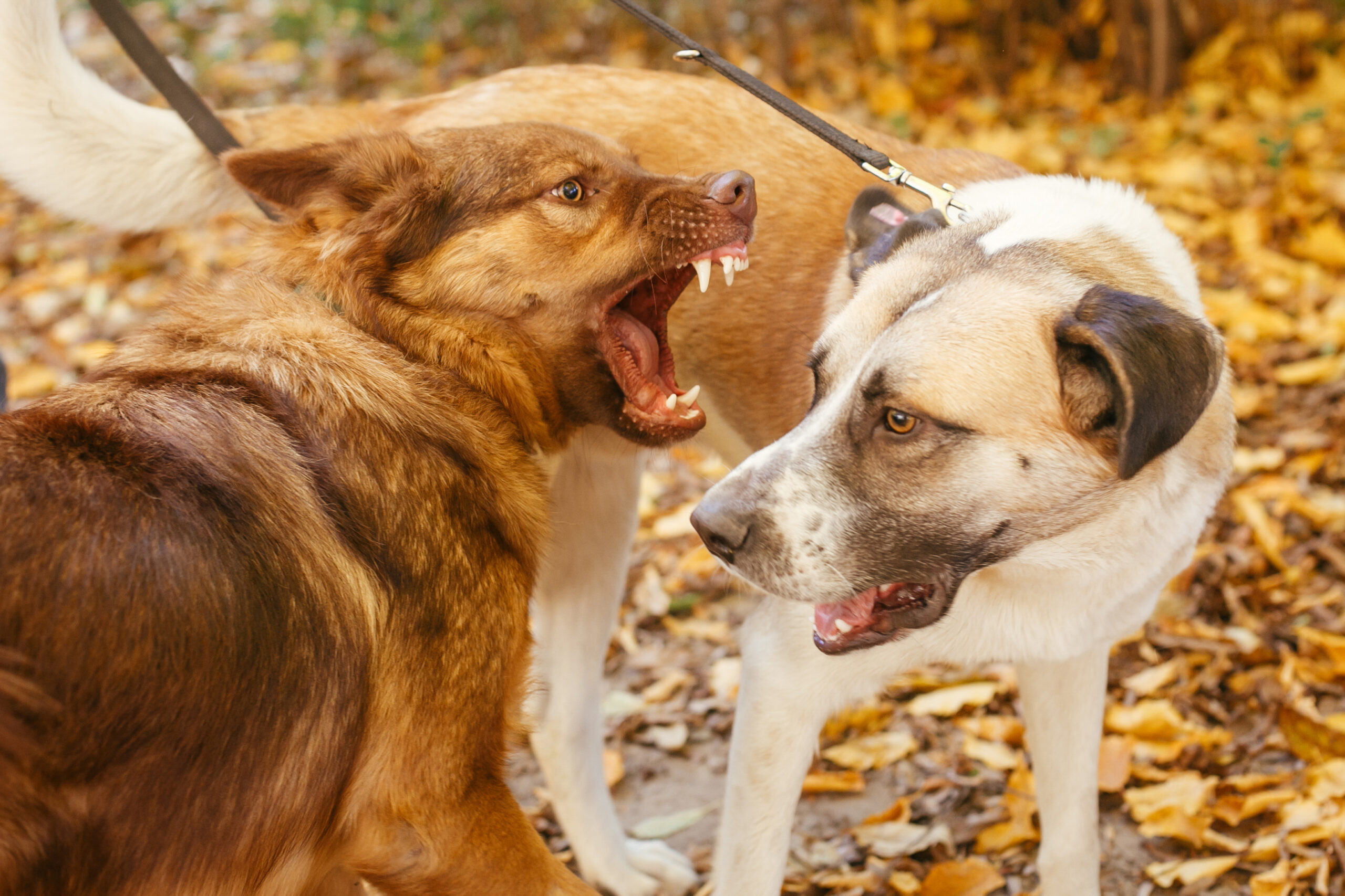 Flirt Pole for Reactive Dogs – Trainer Step-by-Step Guide